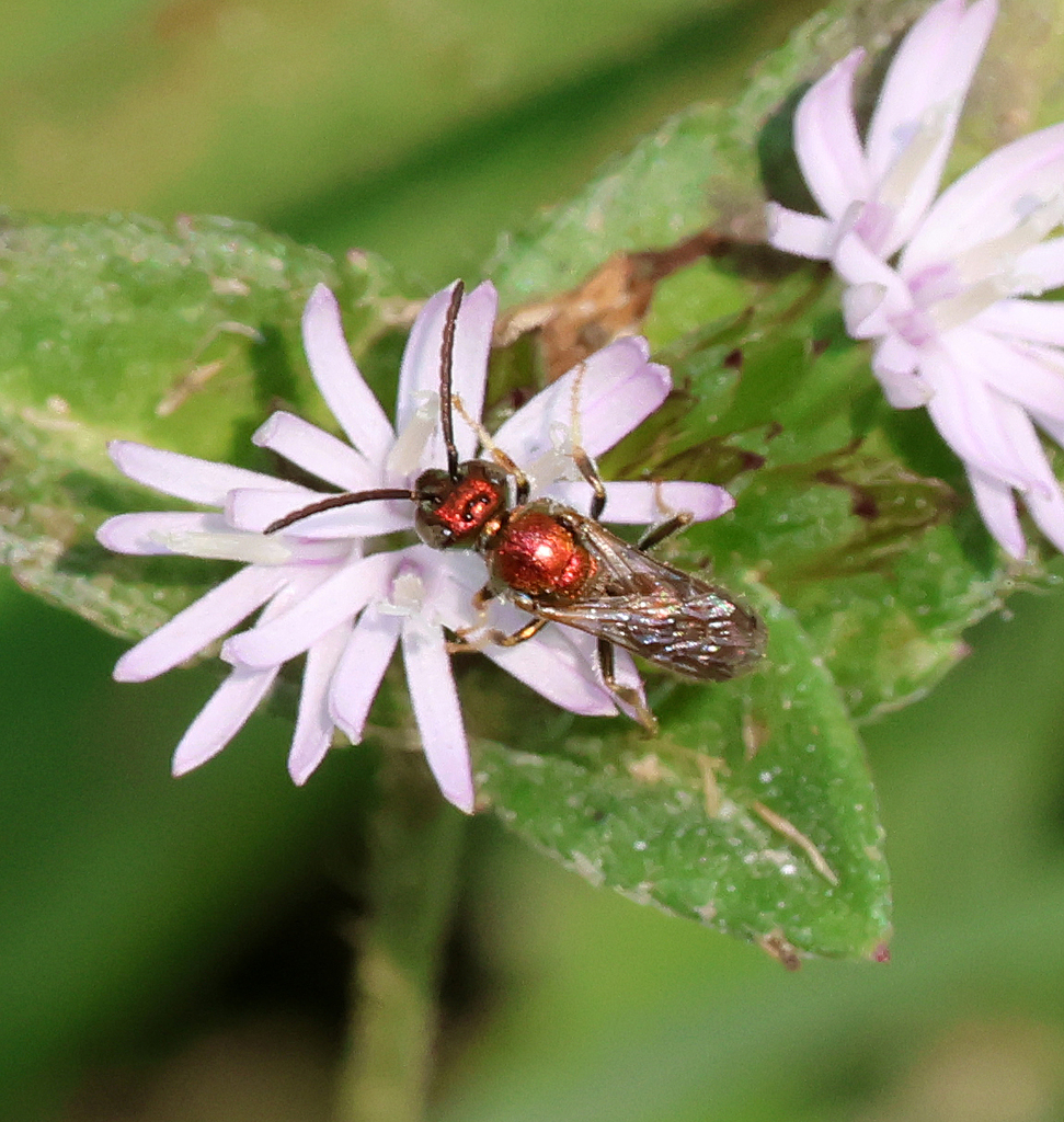 Golden Sweat Bee in September 2024 by Ron Goetz. Male visiting ...