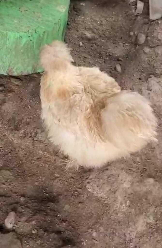Domestic Chicken from Comayagua, Honduras on January 1, 2025 at 07:39 ...