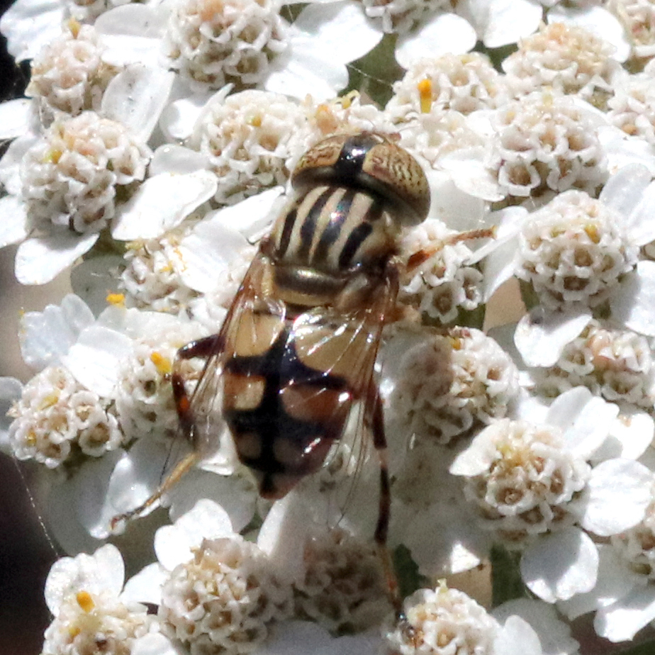 Native Drone Fly from Ballarat VIC, Australia on January 29, 2025 at 01 ...