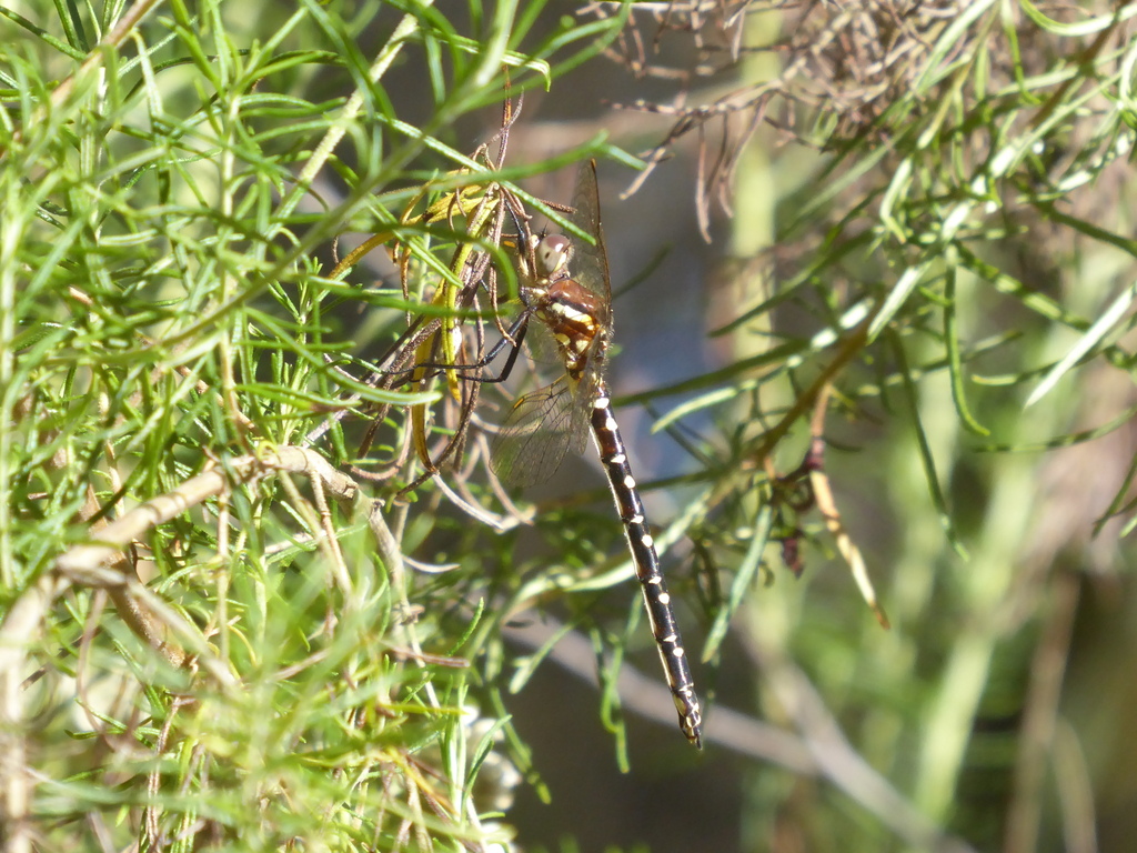 Swamp Tigertail from Moe VIC 3825, Australia on January 29, 2025 at 04: ...