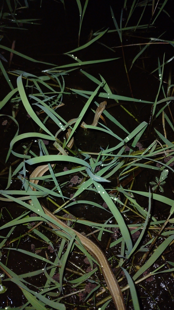 Keeled Sepia Snake in January 2025 by Mati Mántaras · iNaturalist