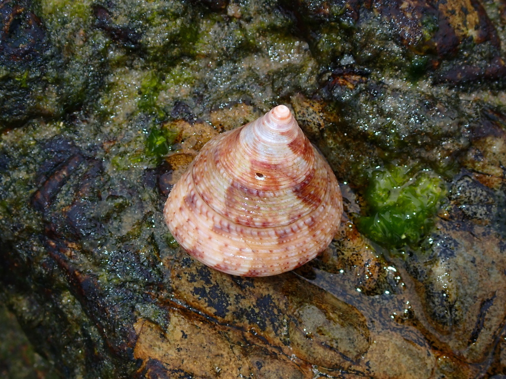 Astele speciosa from Sandy Beach NSW 2456, Australia on January 29 ...