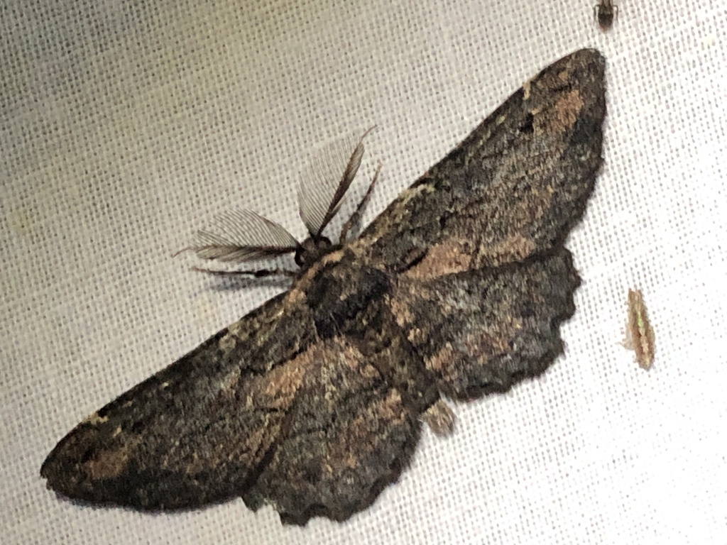 Sinister Moth from Towong - Pt B, Australian Alps - Victoria, AU-VI, AU ...