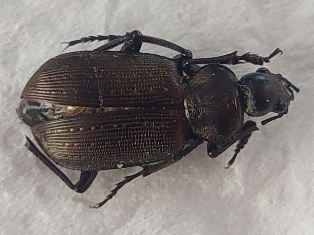 Calosoma alternans from Villa Ortúzar, Buenos Aires, Argentina on ...