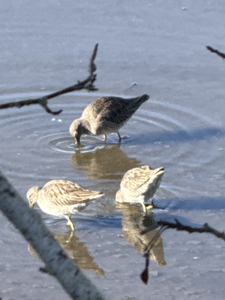 Long-billed Dowitcher from Elgin Heritage Park, Surrey, BC, CA on ...