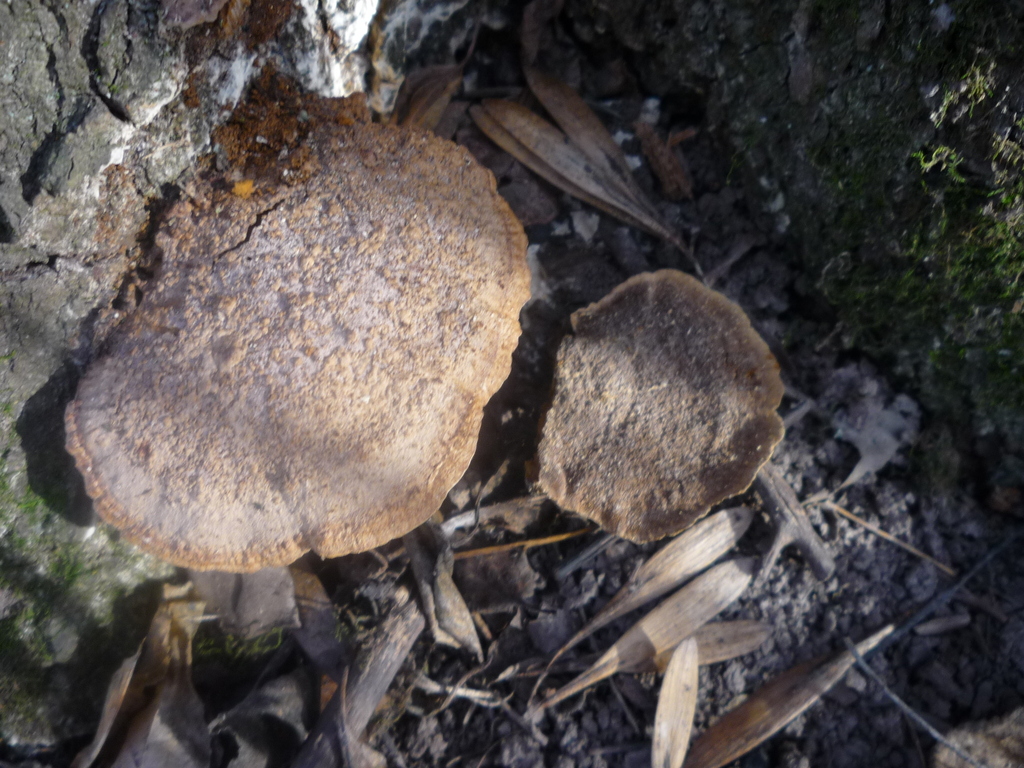 Mustard Yellow Polypore from Bellevue, WI, USA on January 25, 2025 at ...
