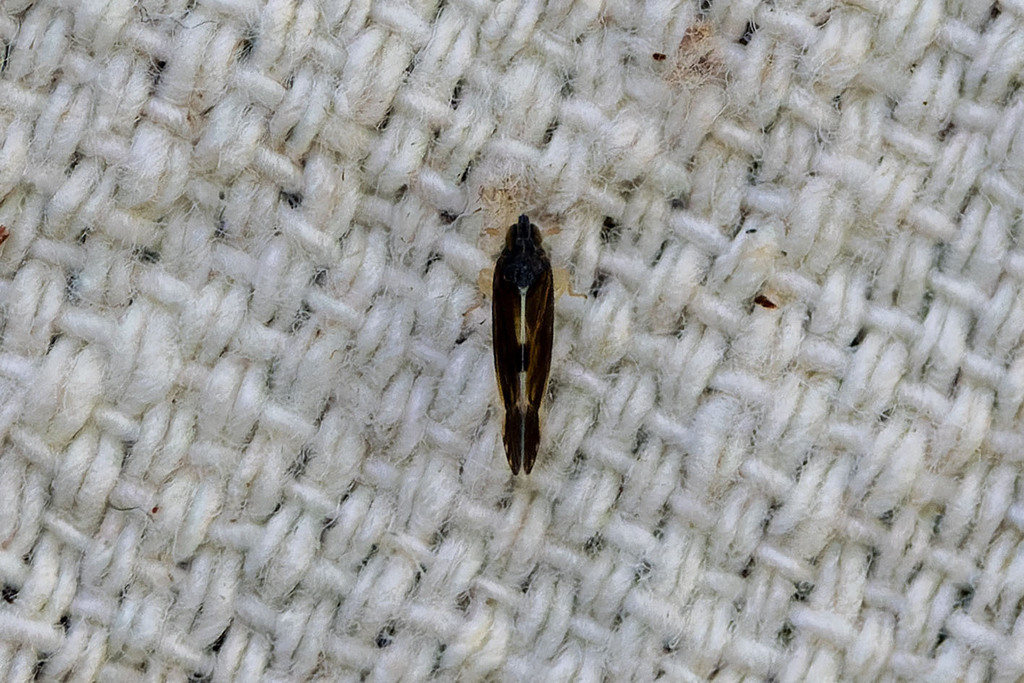 Sardia rostrata from Lismore NSW 2480, Australia on January 30, 2025 at ...