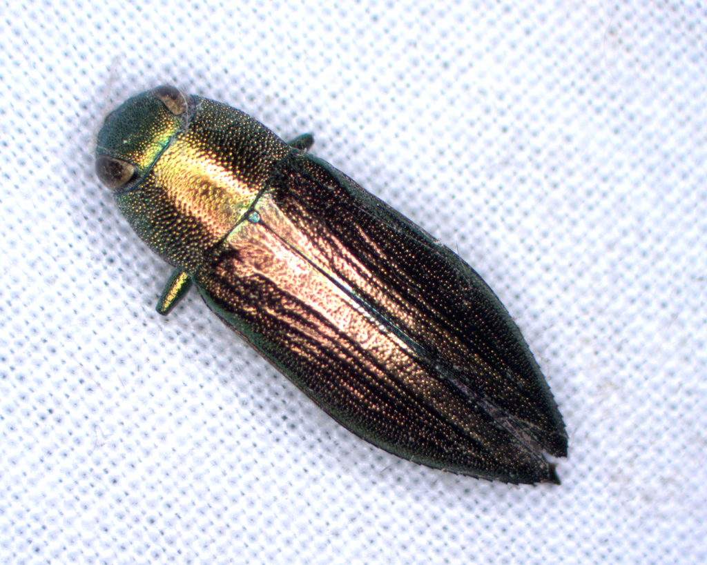 Melobasis propinqua from Gordon VIC 3345, Australia on January 30, 2025 at 05:11 PM by Jenny ...