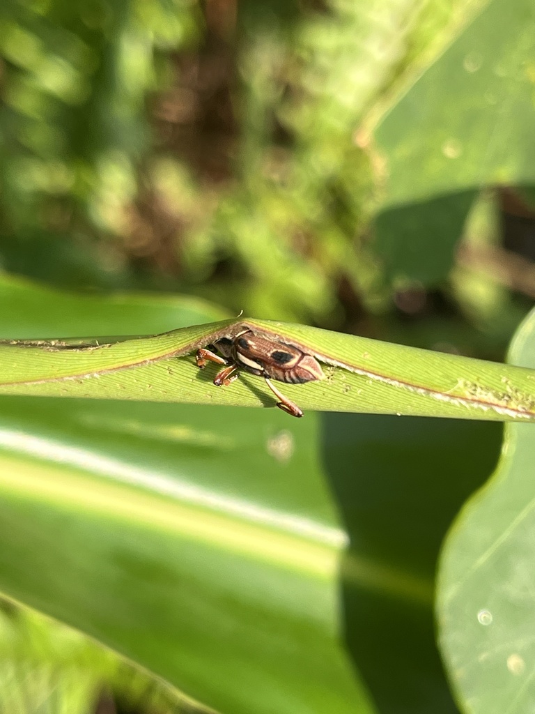 Sphenocorynes ocellatus in January 2025 by Nakatada Wachi · iNaturalist