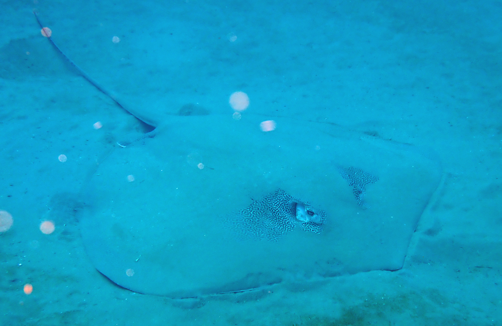 Reticulate Whipray in January 2025 by Insect. ExHmas Brisbane ...