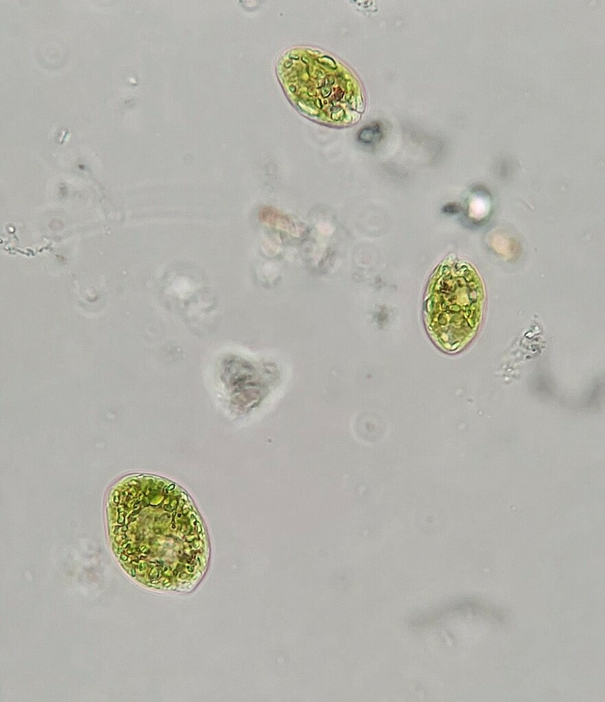 Cryptoglena from Brisbane QLD, Australia on January 29, 2025 at 03:11 ...