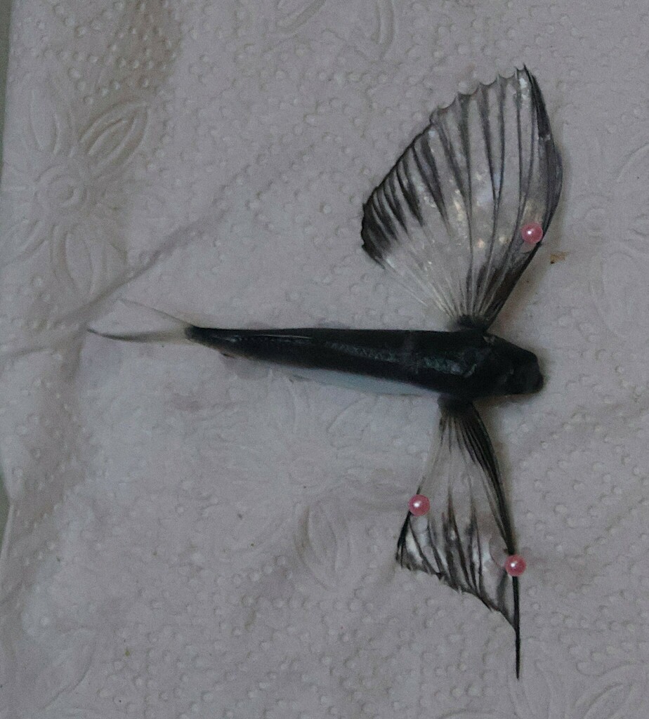 Oceanic Two-wing Flying Fish on January 16, 2025 at 08:37 AM by Nick ...