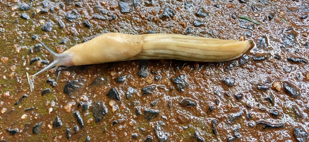 Polytoxon robustum from VMHG+PMW, Riara Ridge, Kenya on January 29 ...