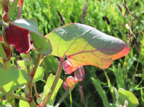Bladder-dock (Plants of Saudi Arabia) · iNaturalist