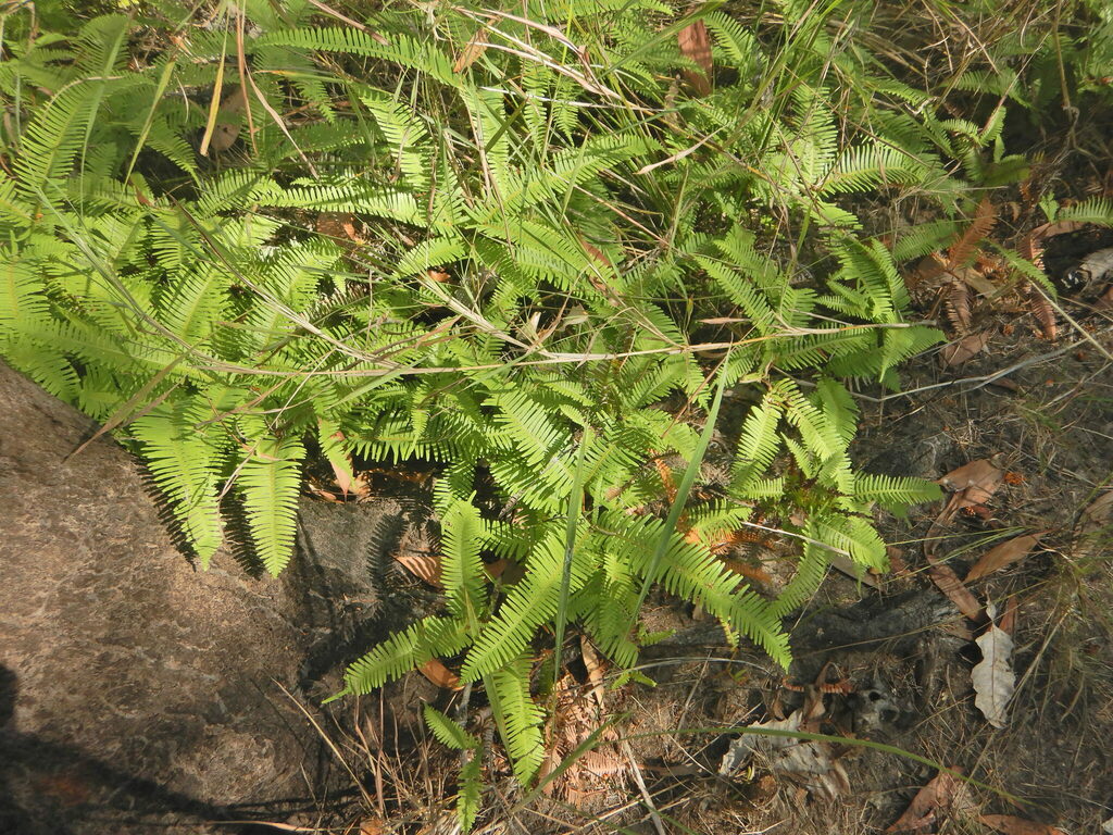 false staghorn fern from McArthur NT 0852, Australia on July 09, 2024 ...