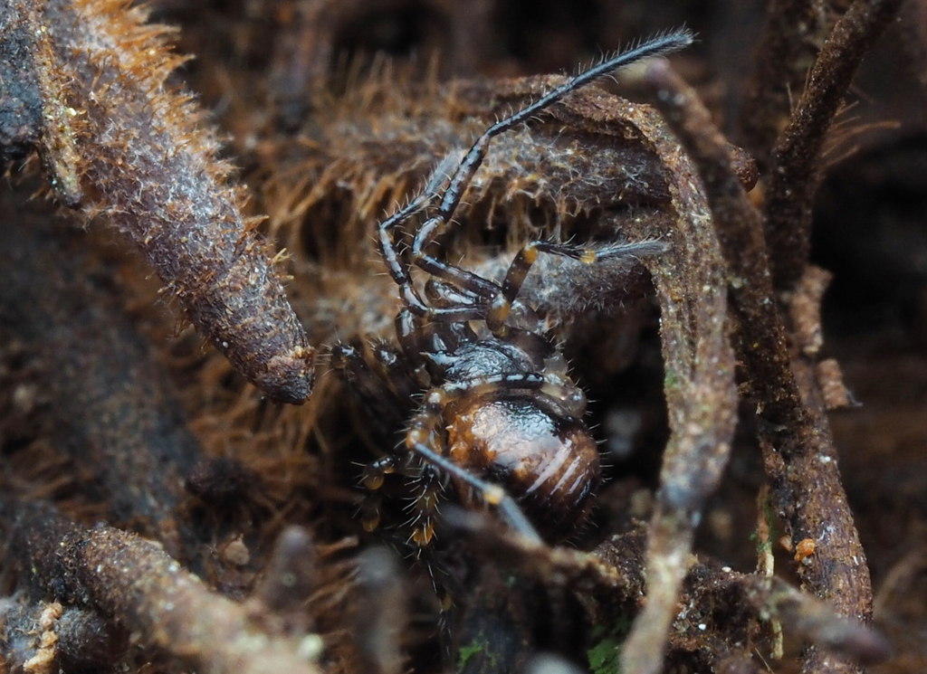 Hendea myersi from Oropi 3173, New Zealand on January 30, 2025 at 01:12 ...