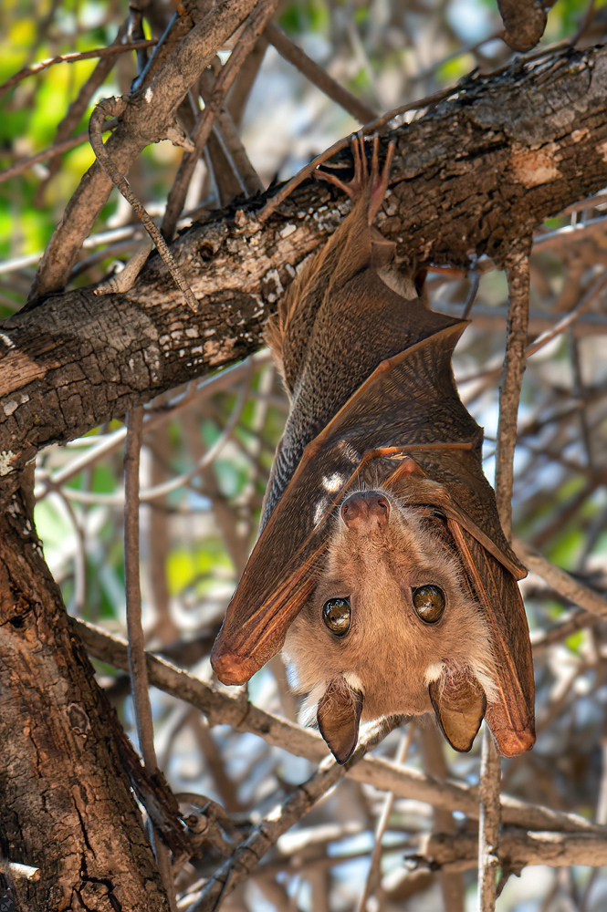 Peters's Epauletted Fruit Bat from Kavango East Region, Namibia on June ...