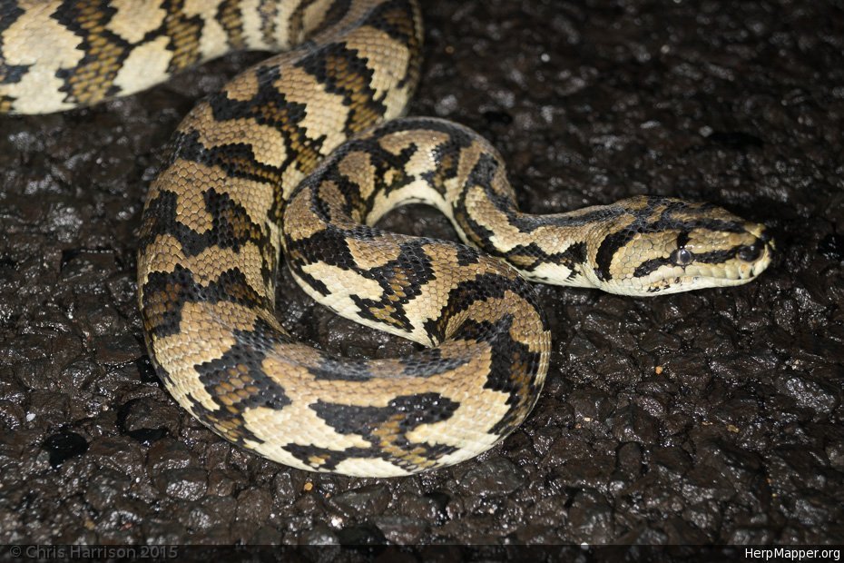 Jungle Carpet Python (reptiles of australia) · iNaturalist