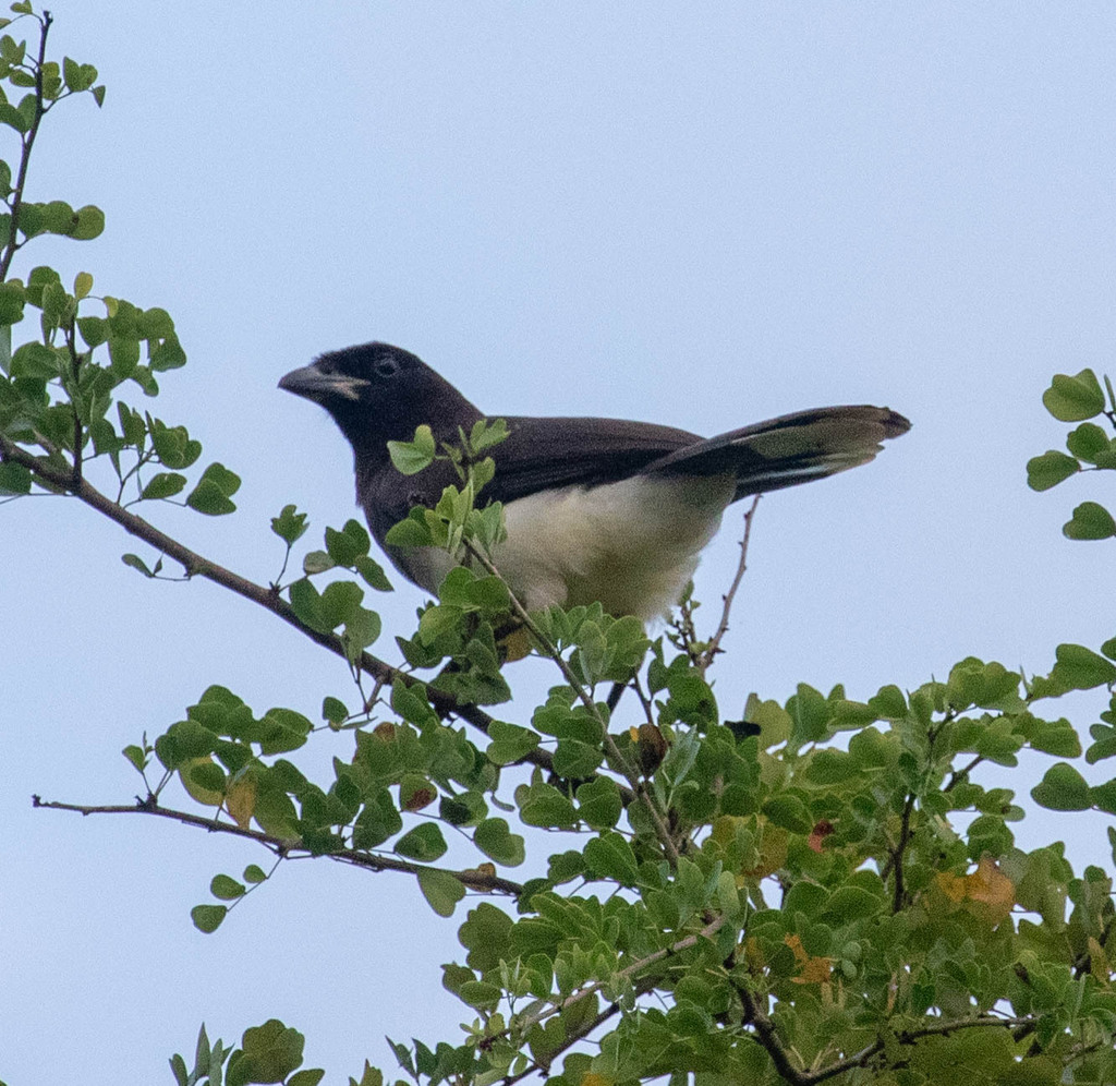 Brown Jay from Corozal District, Belize on January 22, 2025 at 05:11 AM ...