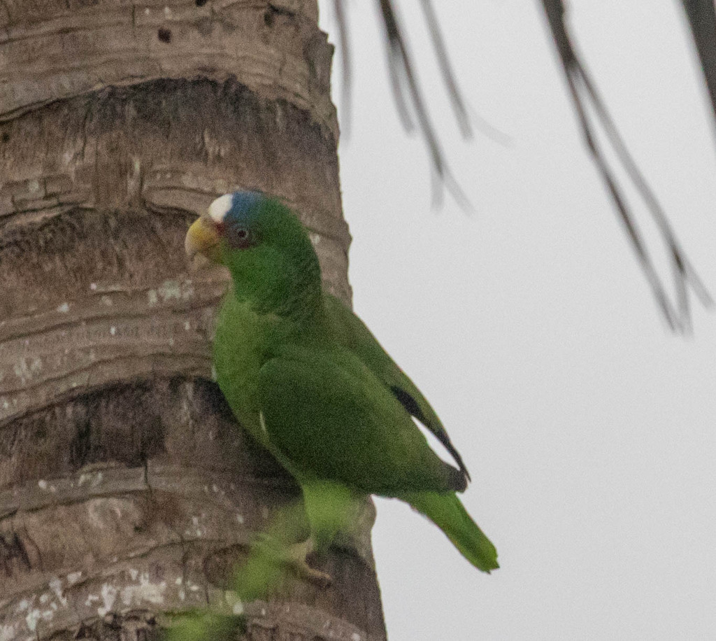 White-fronted Amazon from Corozal District, Belize on January 22, 2025 ...
