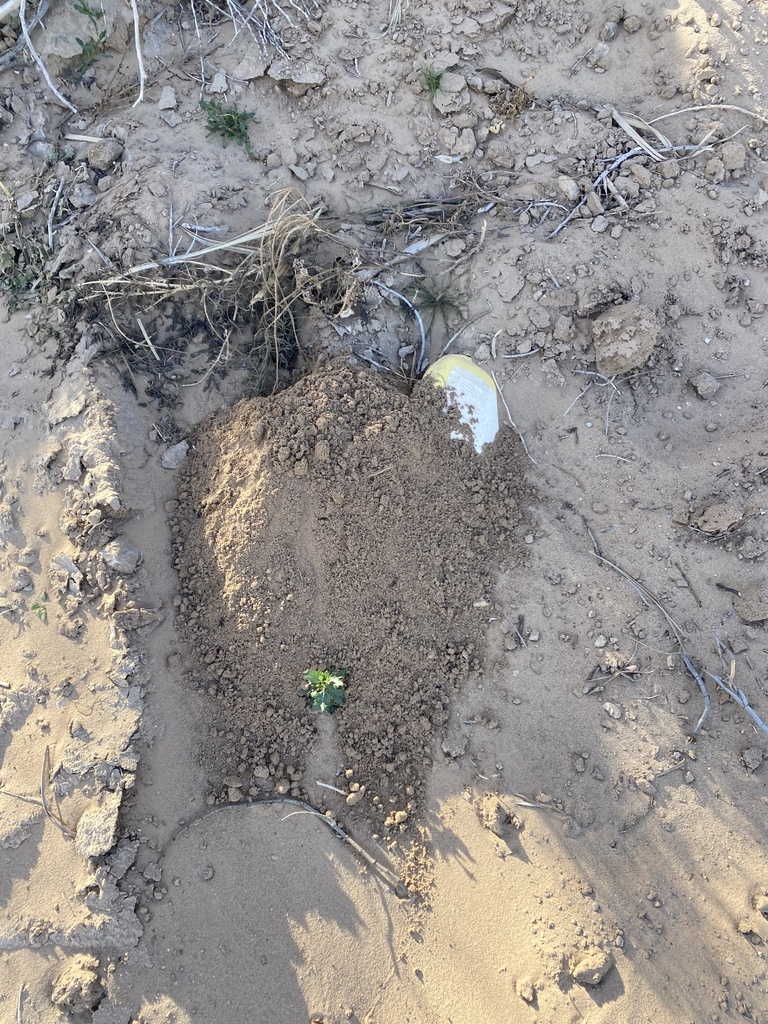Fulvus pocket gopher from S Avenue G, San Luis, AZ, US on January 24 ...