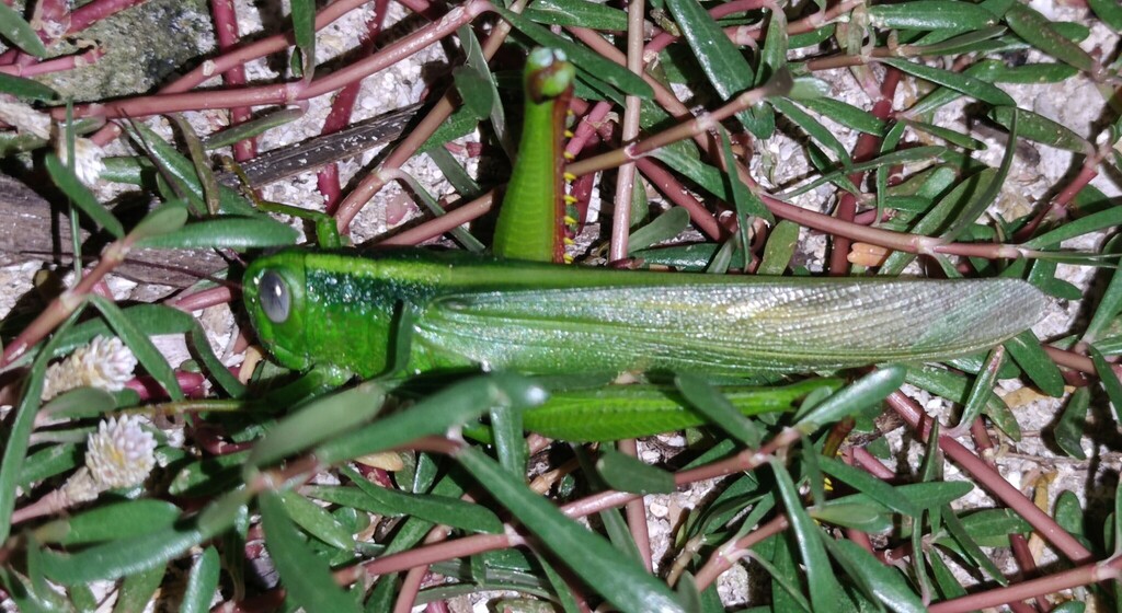 Melicodes tenebrosus from Danao, Bohol, Philippines on January 13, 2025 ...