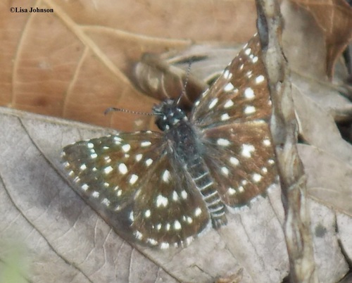 Antillean Checkered-Skipper (Pyrgus crisia) · iNaturalist
