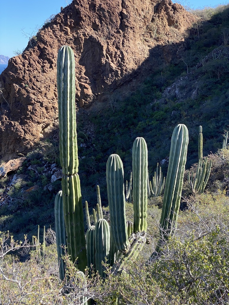 Mexican Giant Cactus from Guaymas Municipality, Sonora, Mexico on ...