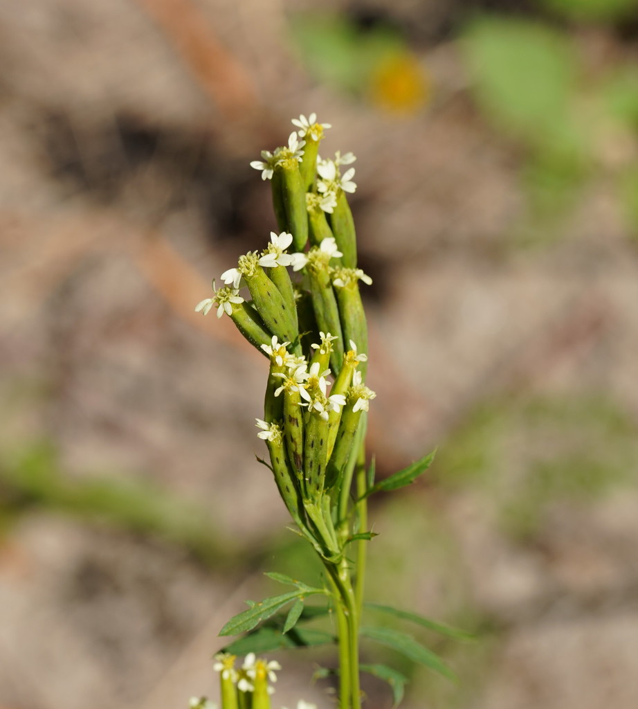 wild marigold from Carnarvon Park QLD 4722, Australia on July 27, 2019 ...