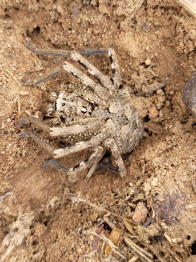 Arid rain spider from Pietersrivier Nature Reserve. on January 30, 2025 ...