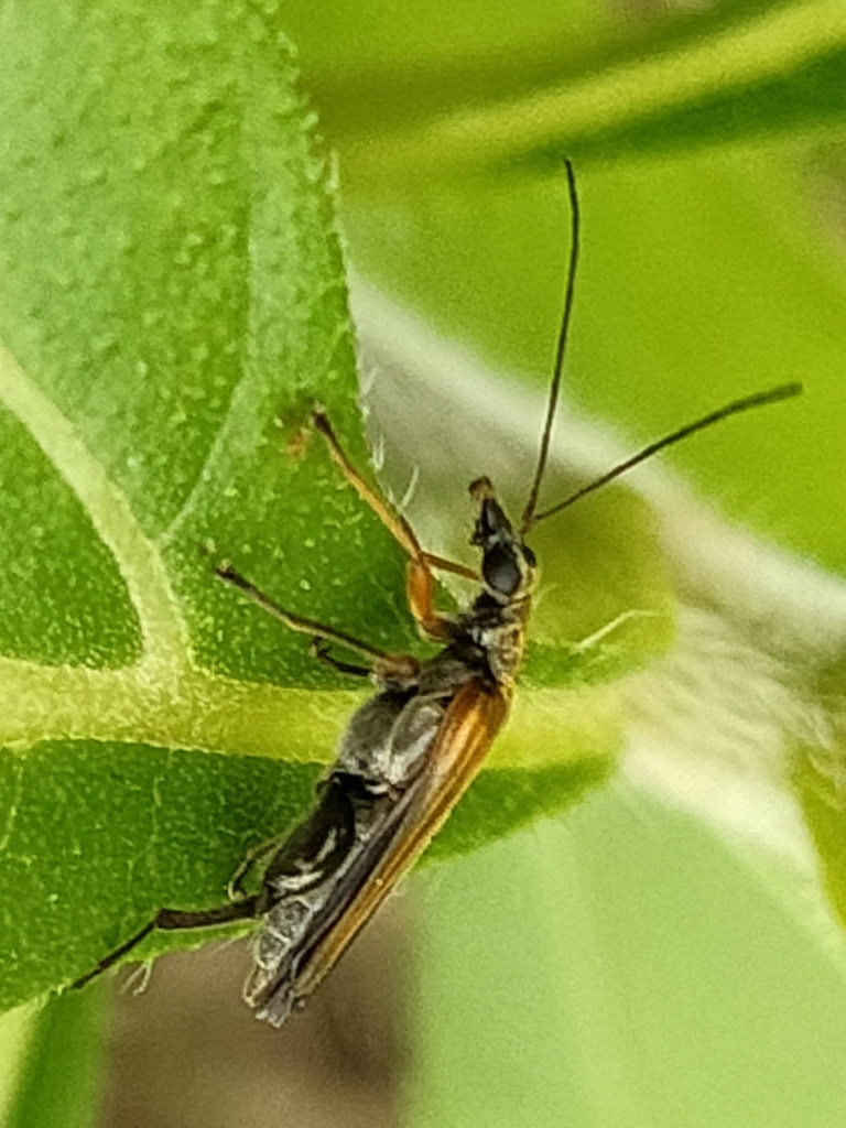Oedemera podagrariae from Plan, Huesca, España on June 22, 2021 at 07: ...