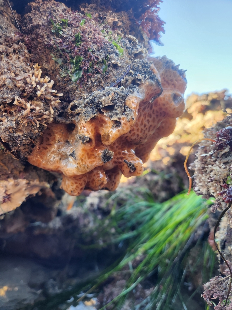 Pacific Sea Pork from San Diego County, CA, USA on January 29, 2025 at ...