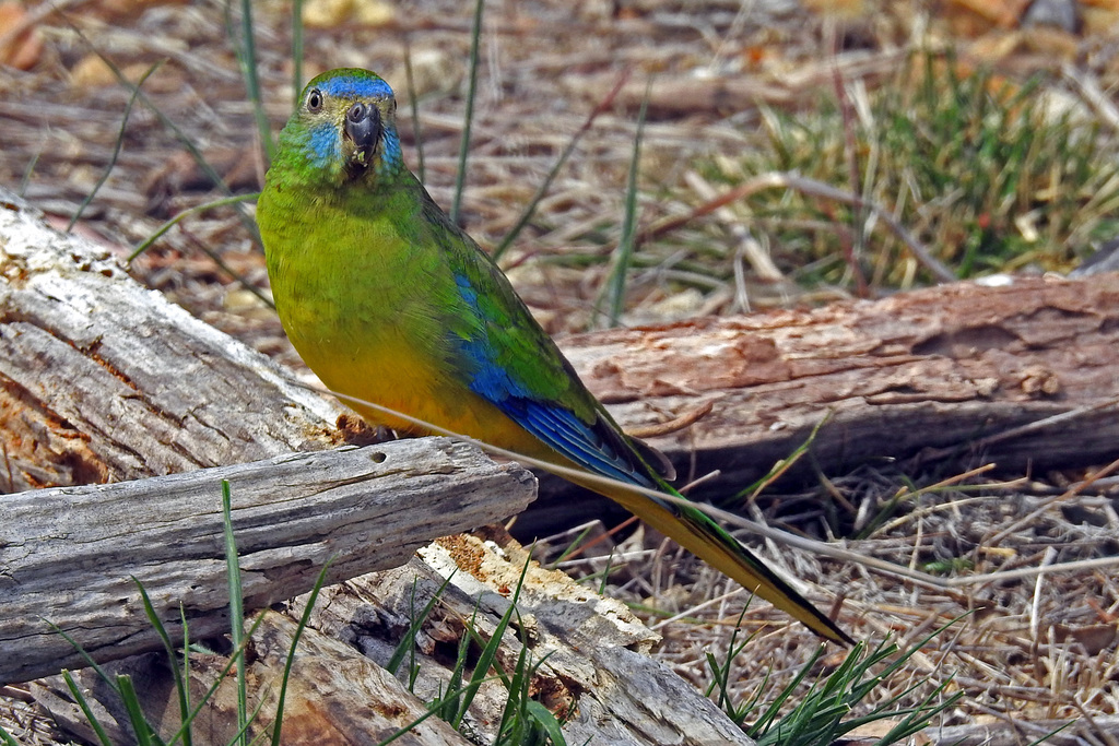 Turquoise Parrot (Blue Mountains Birds) · iNaturalist