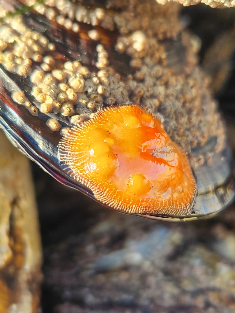 Brooding Anemone from San Diego County, CA, USA on January 29, 2025 at ...