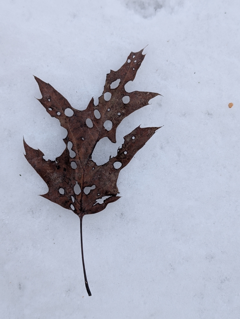 red oaks from Clifton Springs, NY, USA on January 30, 2025 at 01:27 PM ...