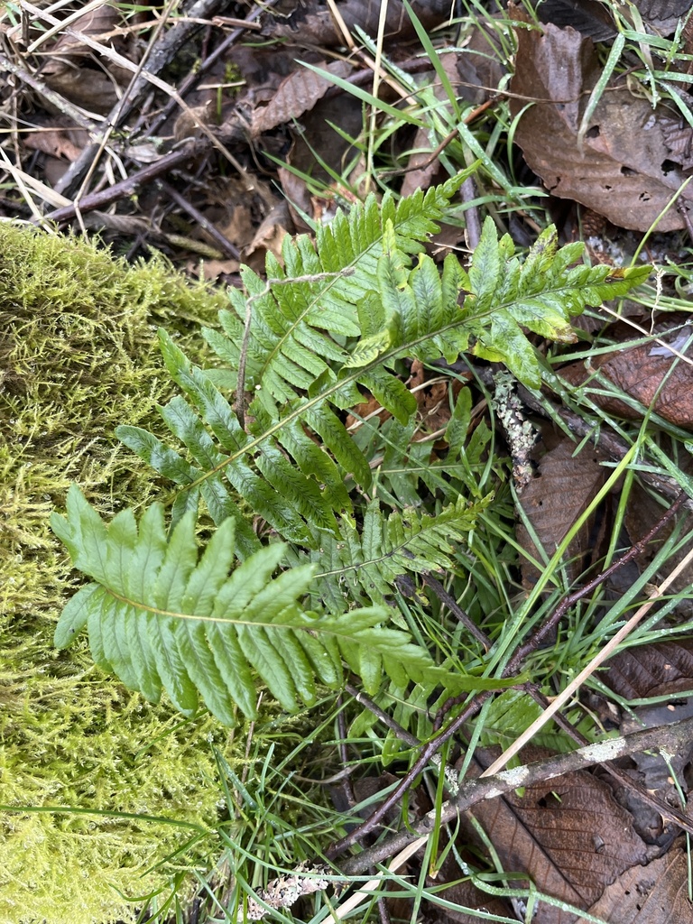 licorice fern from Arlington, WA, US on January 30, 2025 at 10:58 AM by ...