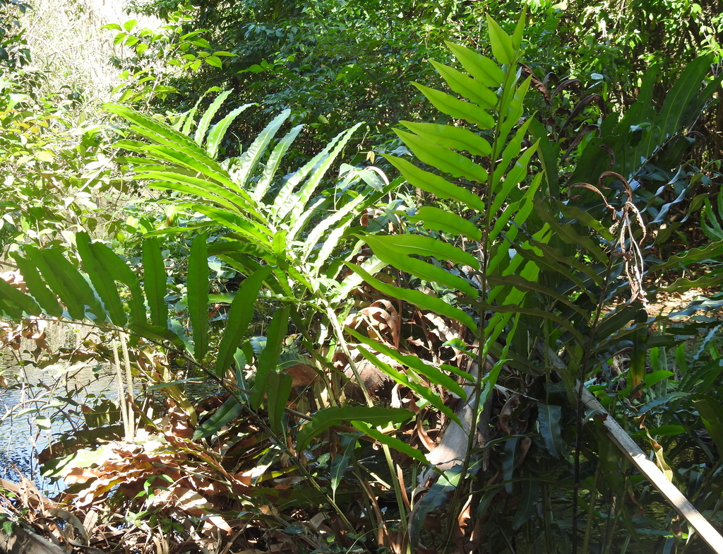 Mangrove Fern (Acrostichum speciosum) - Botanical Realm