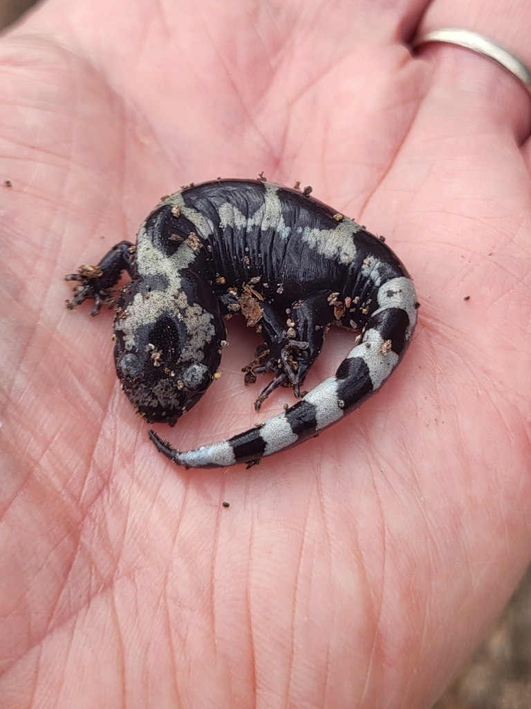 Marbled Salamander from Indian Trail, NC, USA on January 30, 2025 at 02 ...