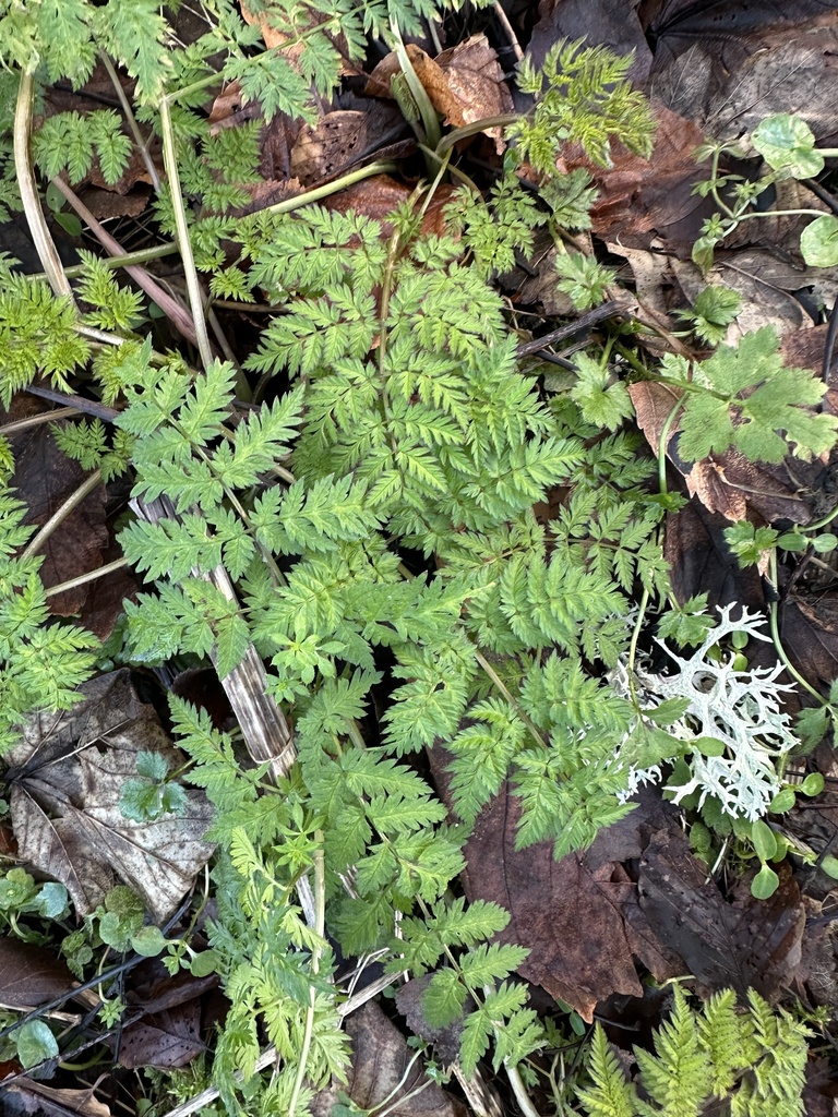 Cow Parsley from A95, Aberlour, Scotland, GB on January 30, 2025 at 01: ...
