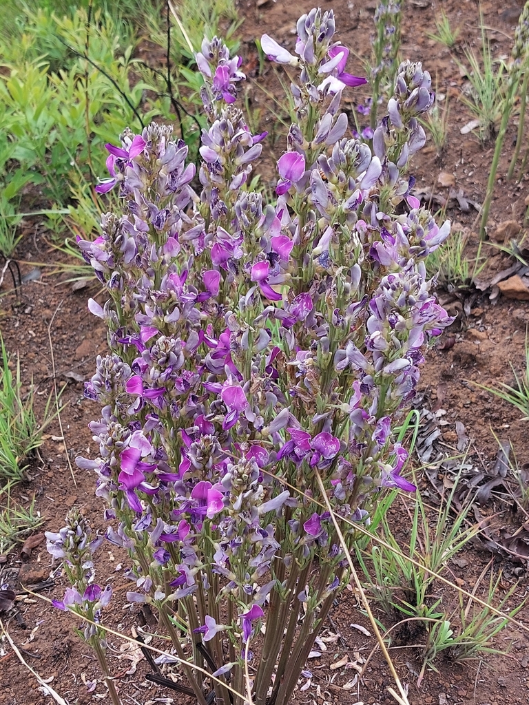 Phaseoleae from V33R+8R, Cuemba, Angola on October 27, 2024 at 02:54 PM ...