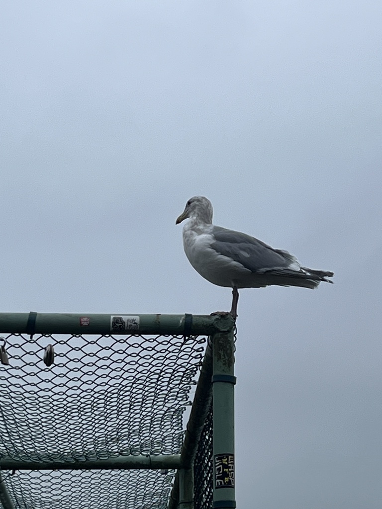 Olympic Gull from Broadview, Seattle, WA, US on January 30, 2025 at 10: ...