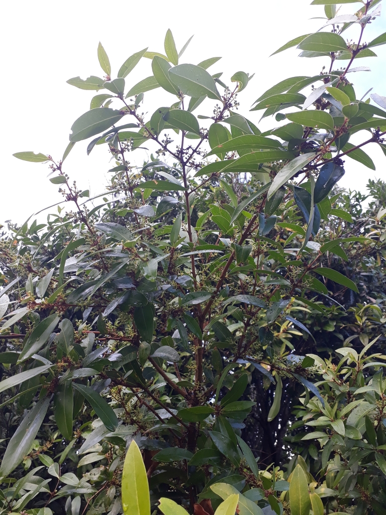 Large Mock-olive (Notelaea longifolia) - Botanical Realm