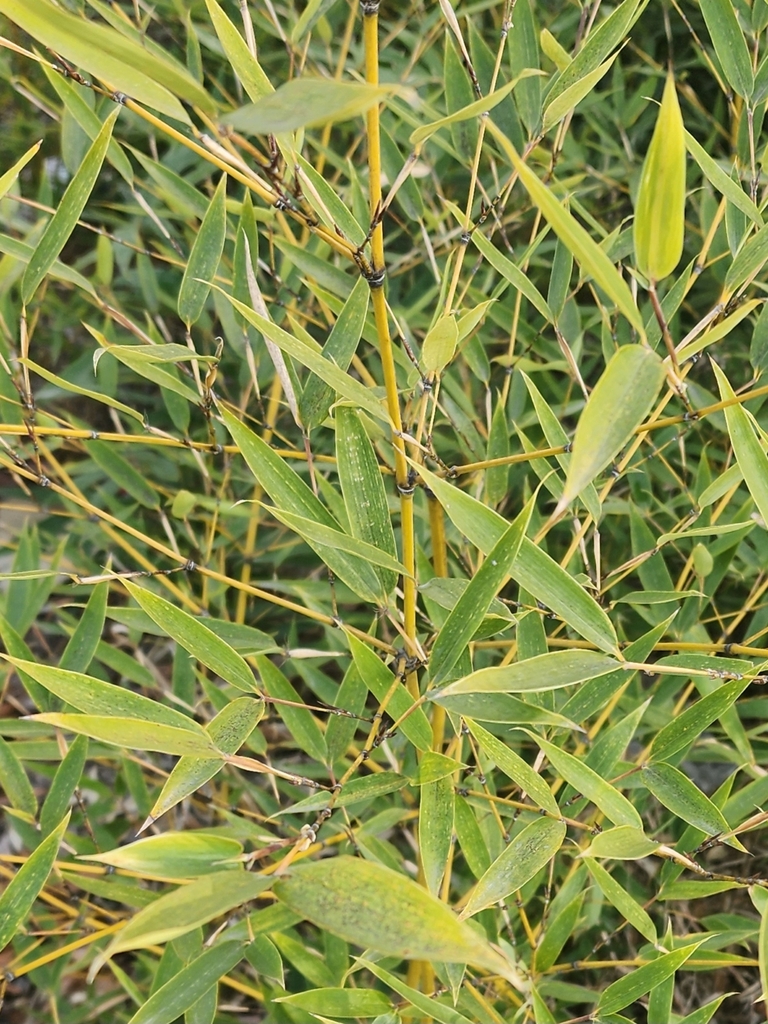 fishpole bamboo from Kershaw, SC 29067, USA on January 30, 2025 at 04: ...