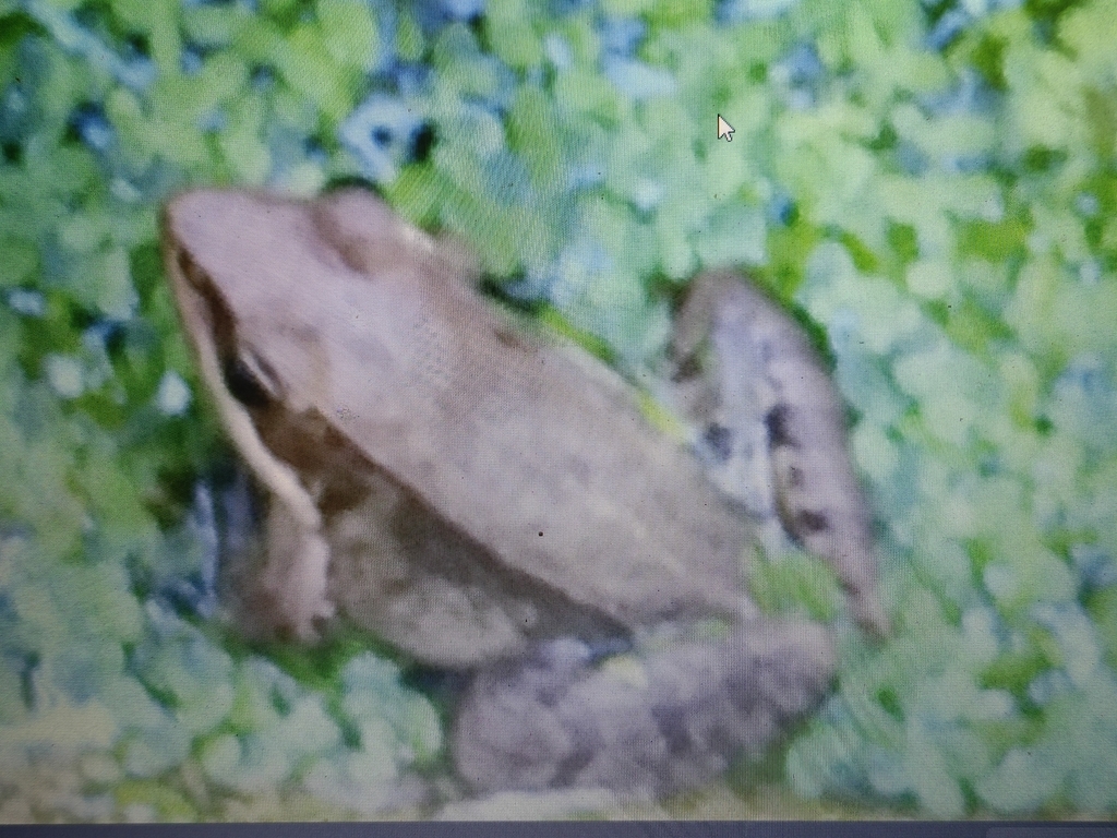 Olive Frog from 411台灣台中市太平區黃竹里 on January 31, 2025 at 08:30 AM by 賀吉 ...