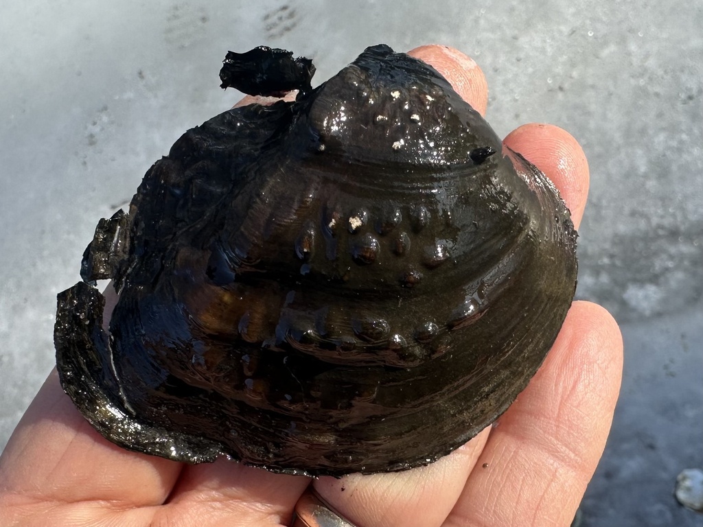 Monkeyface Mussel from Waterfront, Onalaska, WI, US on January 30, 2025 ...