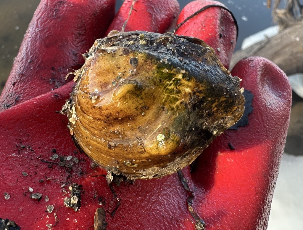 Three-horn Wartyback from Waterfront, Onalaska, WI, US on January 30 ...