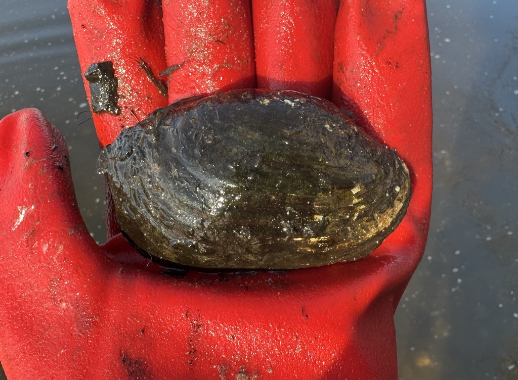 Fatmucket from Waterfront, Onalaska, WI, US on January 30, 2025 at 02: ...