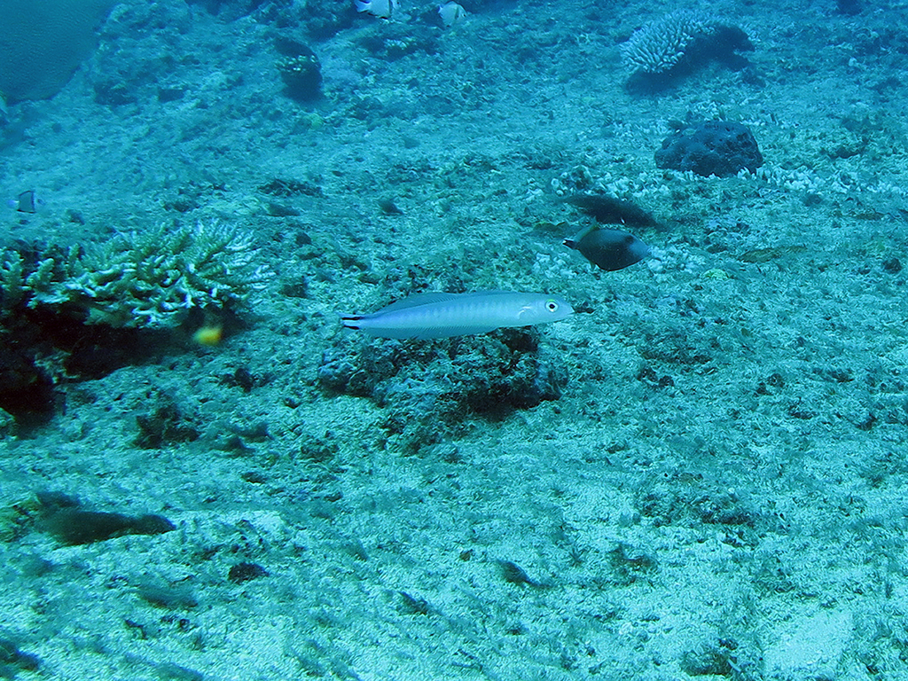 Flagtail Blanquillo on October 5, 2017 at 11:12 AM by Gina · iNaturalist
