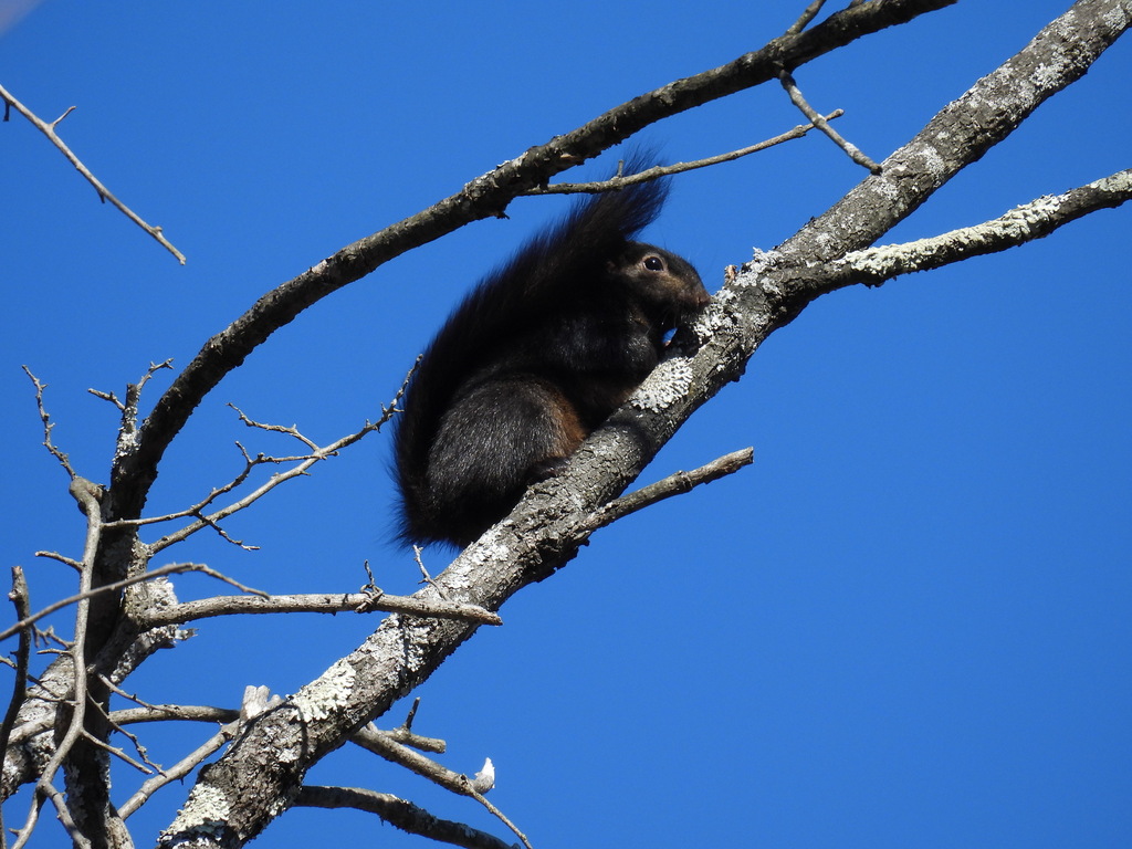 Eastern Gray Squirrel from Hyper Humus Marsh, Newton, NJ 07860, USA on ...