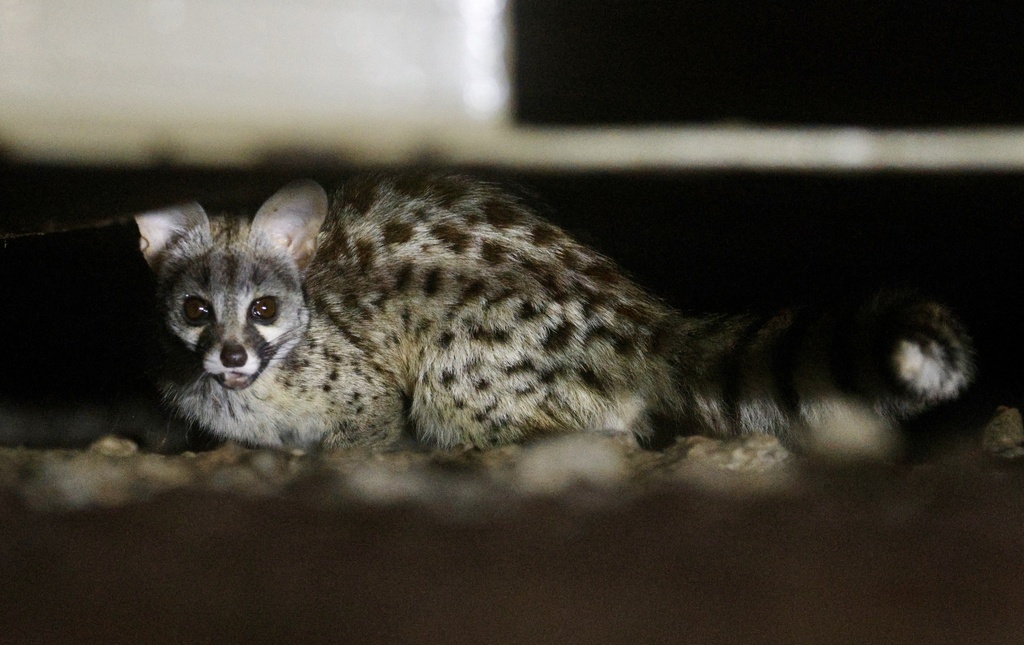 Northern Small-spotted Genet from Laikipia North, Laikipia, Laikipia ...